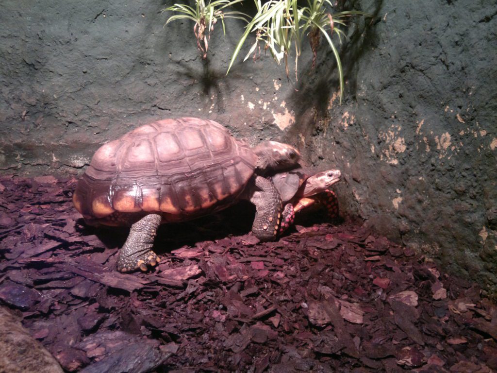 The 12 Coolest Pet Turtle Habitats (with photos) - GeoZoo.org