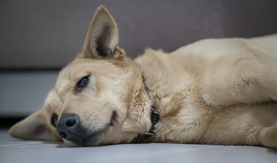 Rare Canine Health Conditions Every Dog Owner Should Know About ...