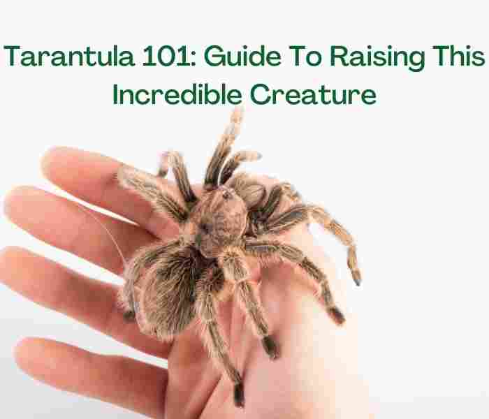 Tarantula 101: Guide To Raising This Incredible Creature - GeoZoo.org