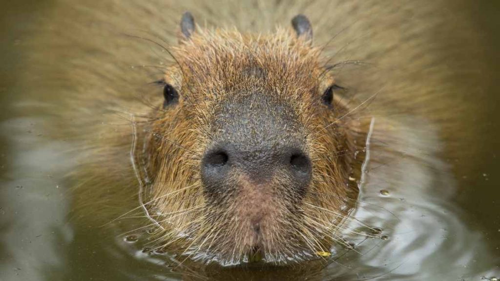 Capybara Breakdown - Insight Into The Largest Living Rodent - GeoZoo.org