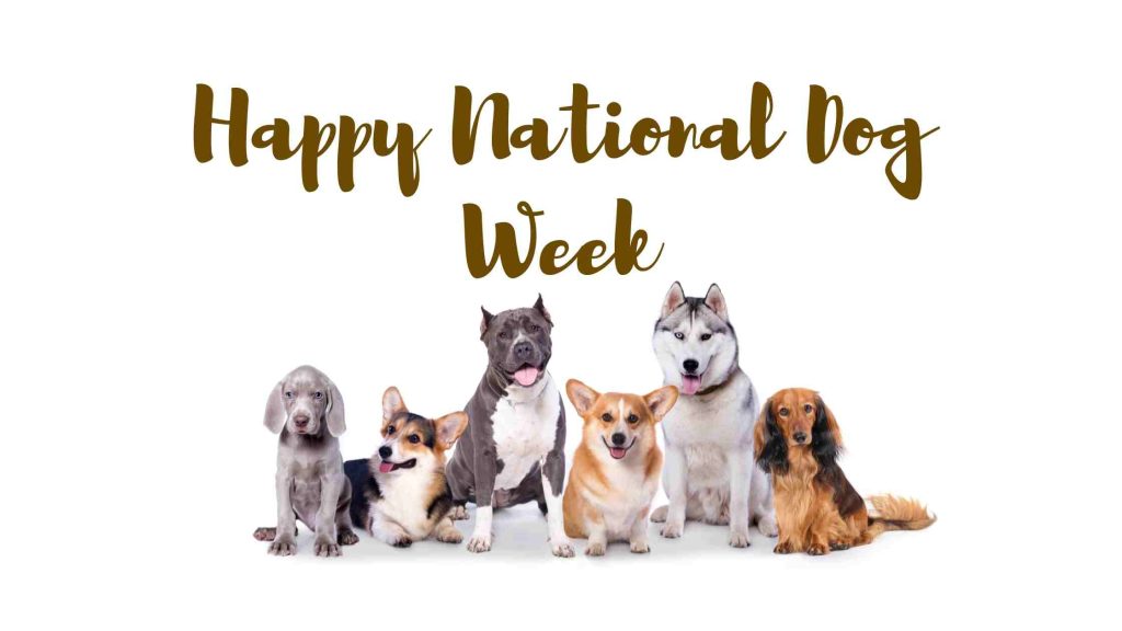 For Those Precious Canine Connections: Ideas To Celebrate The National ...