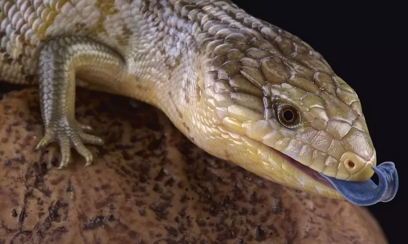 What is a Skink? Unique and Fascinating Pets for Hobbyists