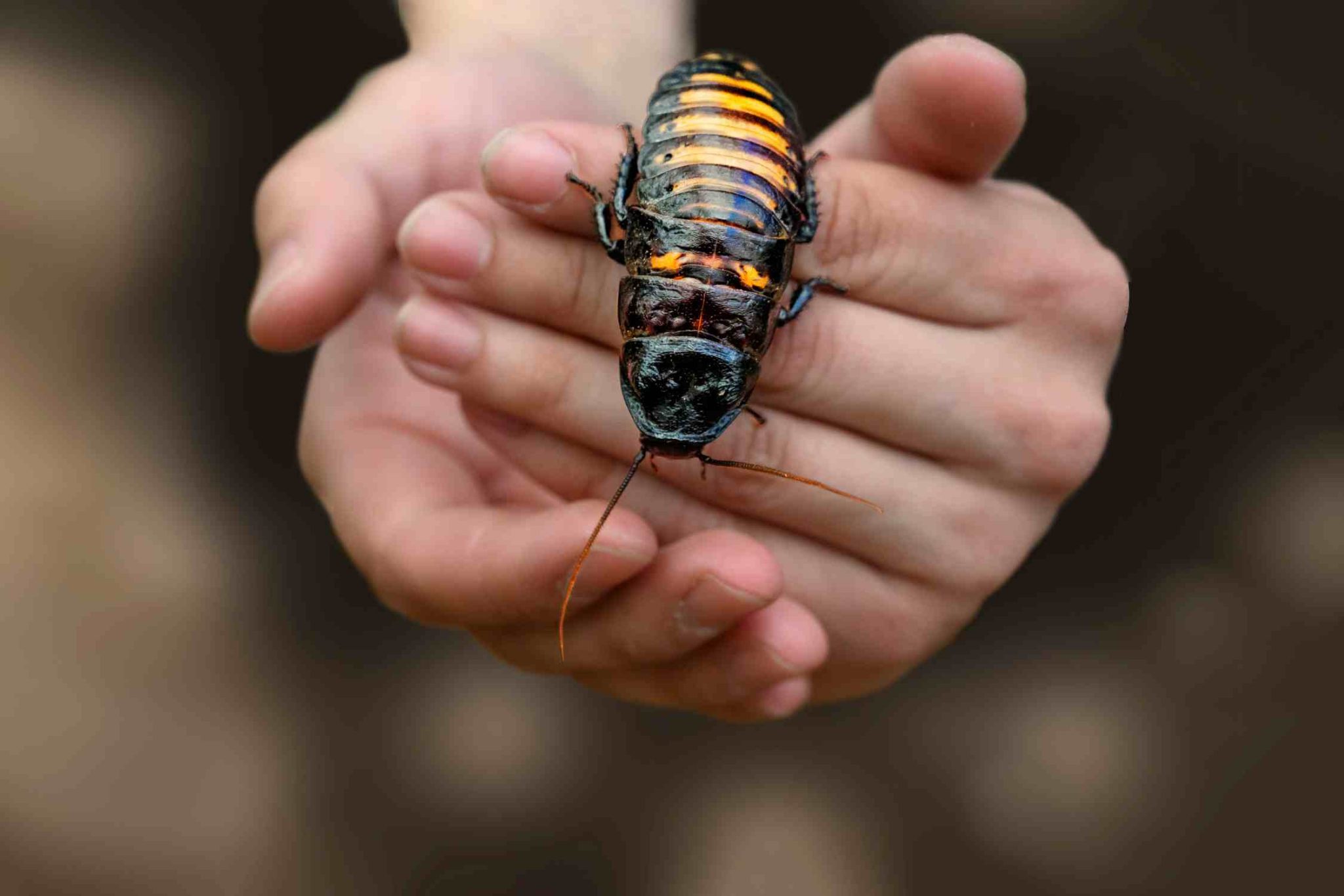 Why the Madagascar Hissing Cockroach Makes a Great Pet!