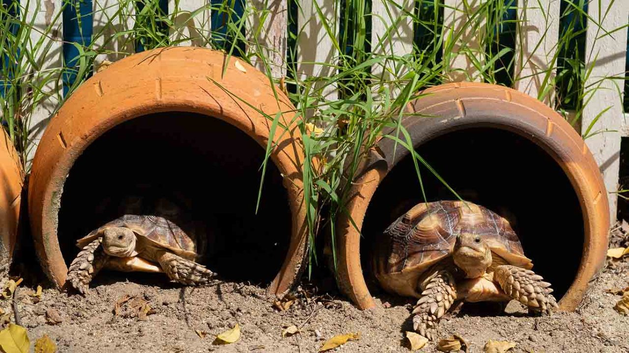 How to Take Care of Pet Tortoise: A Beginner's Guide