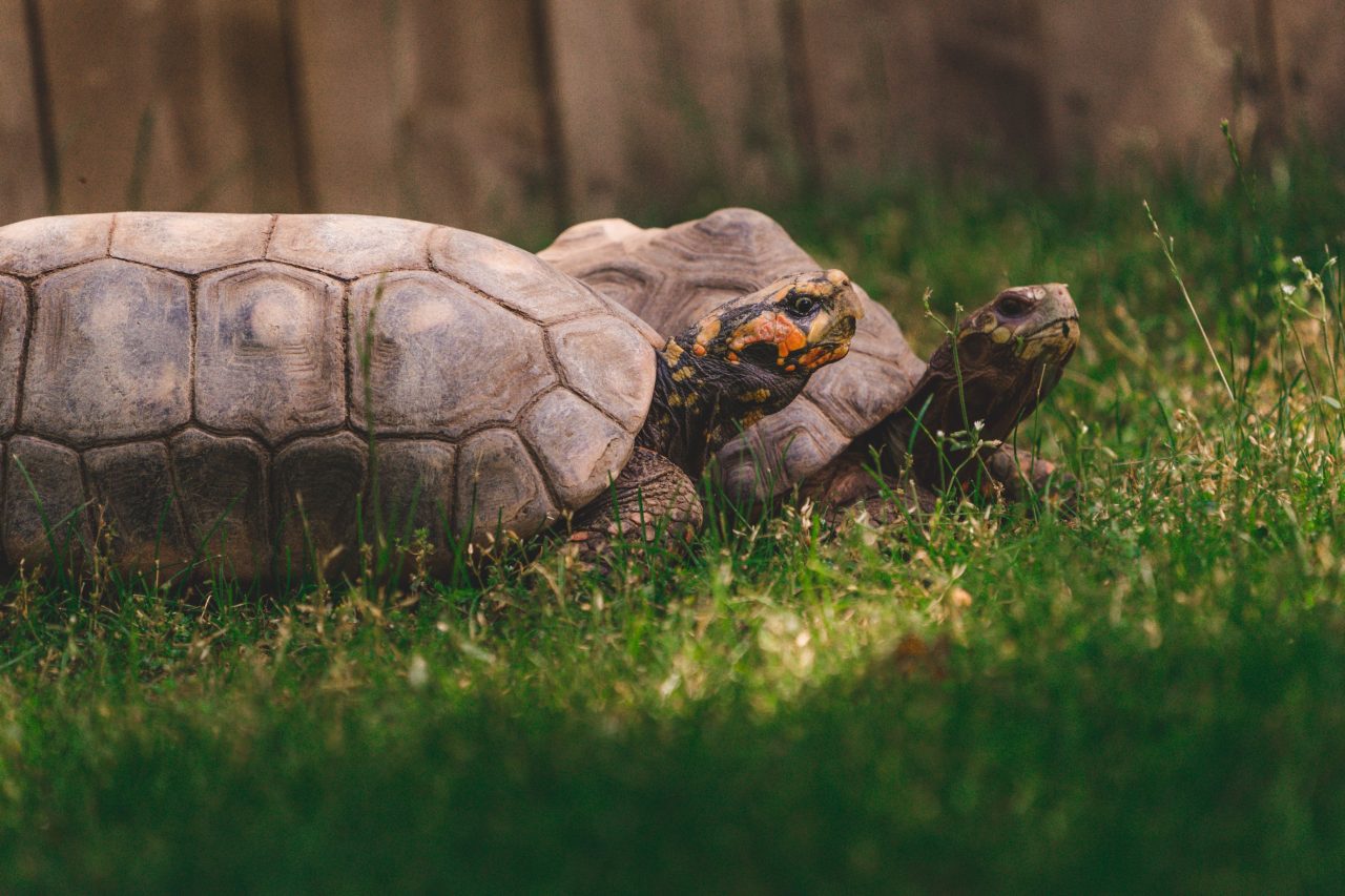 Understanding Tortoise as Pets Pros and Cons Explored