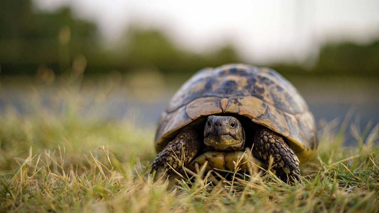 Understanding Tortoise as Pets Pros and Cons Explored