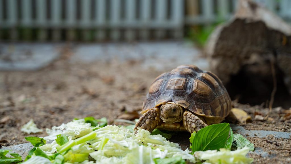 Understanding Tortoise as Pets Pros and Cons Explored
