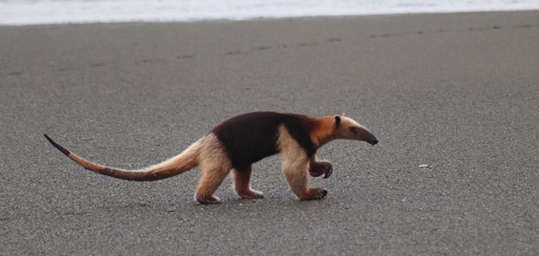 Can You Have a Pet Anteater? A Vet-Reviewed Guide