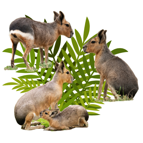 Get to Know the Patagonian Cavy: South America's Unique Rodent