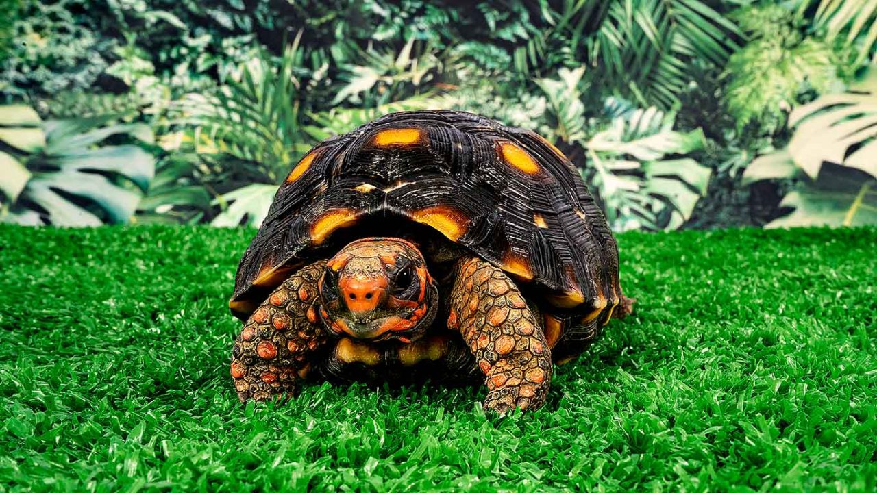 Complete Guide to Red Foot Tortoise Care: Tips and Tricks