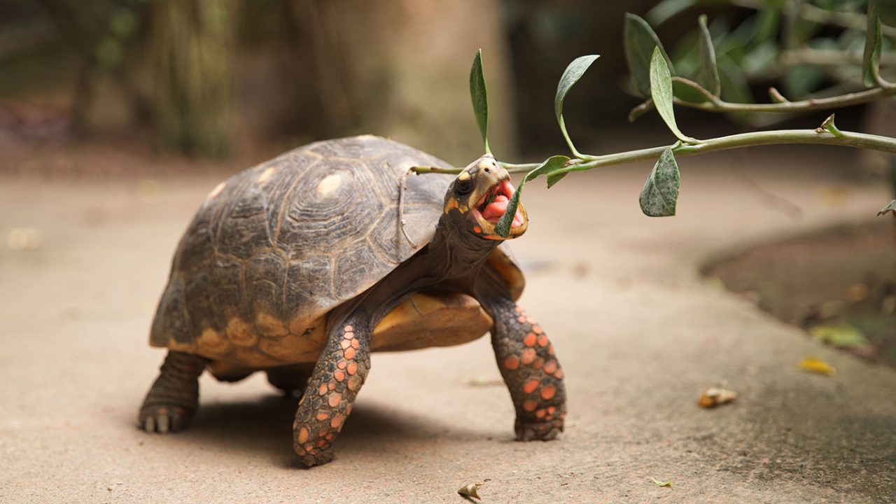 Complete Guide to Red Foot Tortoise Care: Tips and Tricks