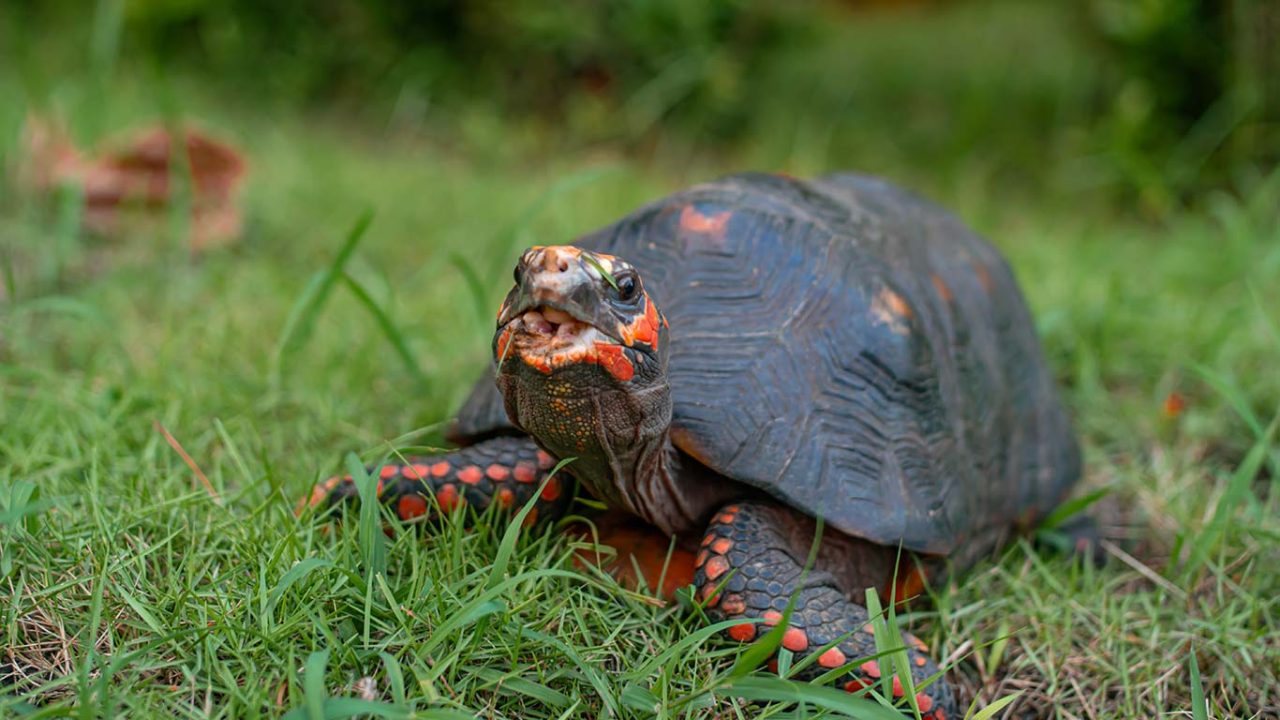 Complete Guide to Red Foot Tortoise Care: Tips and Tricks
