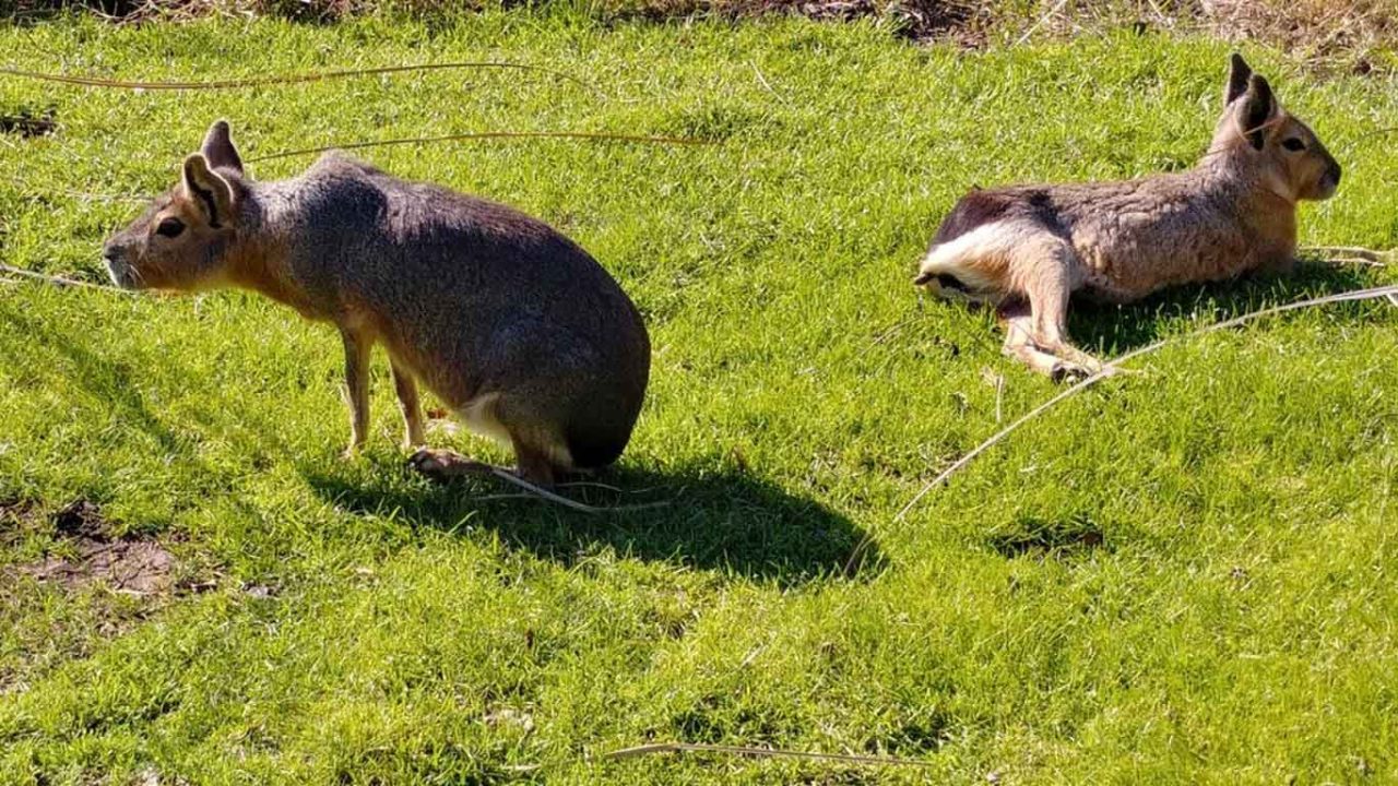 Get to Know the Patagonian Cavy: South America's Unique Rodent