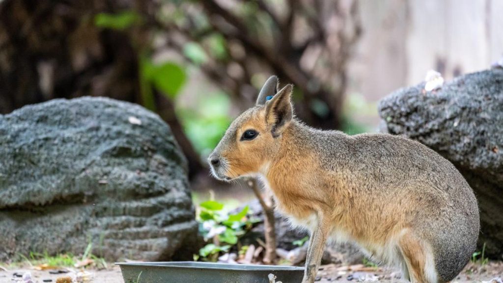 Get to Know the Patagonian Cavy: South America's Unique Rodent