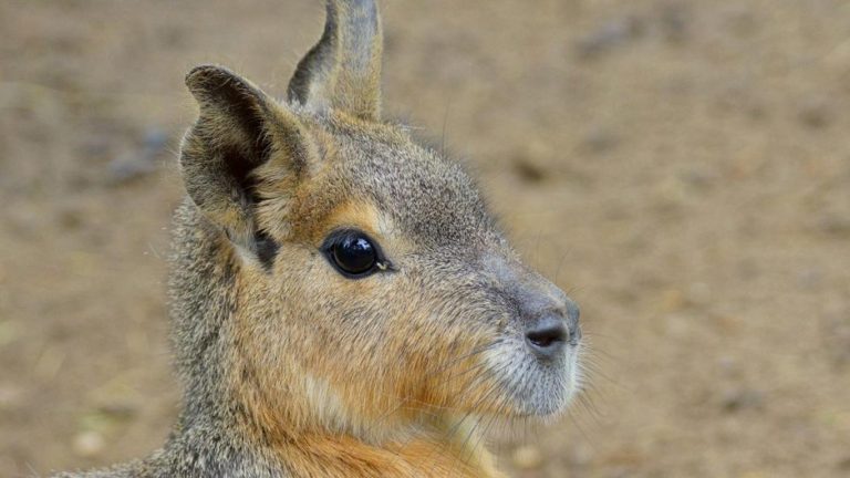 Get to Know the Patagonian Cavy: South America's Unique Rodent