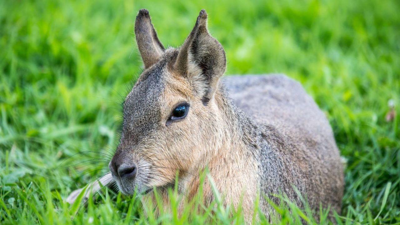 Explore the World of Patagonian Cavy as Pets | Guide & Tips
