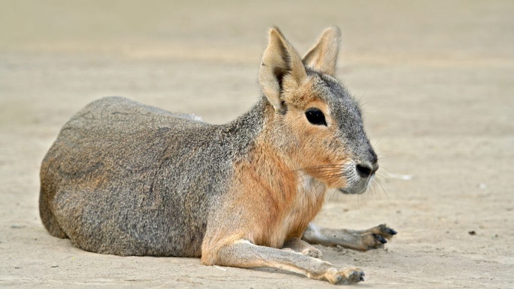 Explore the World of Patagonian Cavy as Pets | Guide & Tips