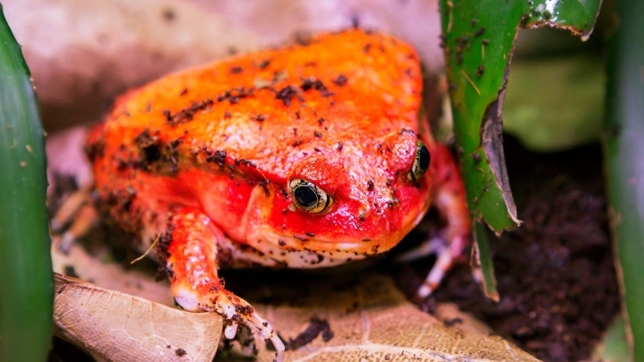 What Do Tomato Frogs Eat? Diet Insights