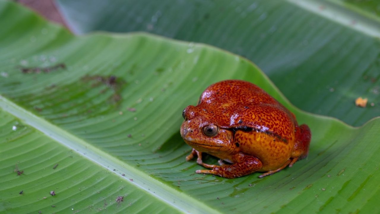What Do Tomato Frogs Eat? Diet Insights