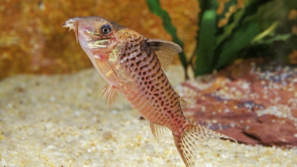 Red Blotch Disease Corydoras: Symptoms & Care