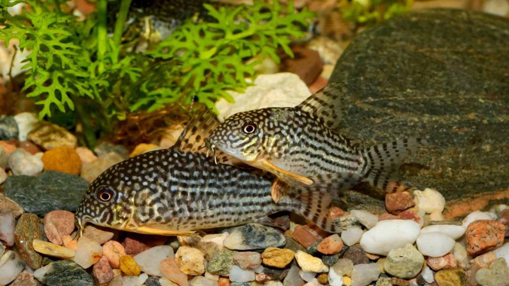 How Big Do Corydoras Get? Corydoras Growth Guide
