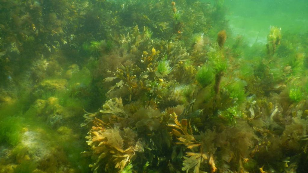 Do Corydoras Eat Algae? A Comprehensive Guide to Cory Catfish Diet