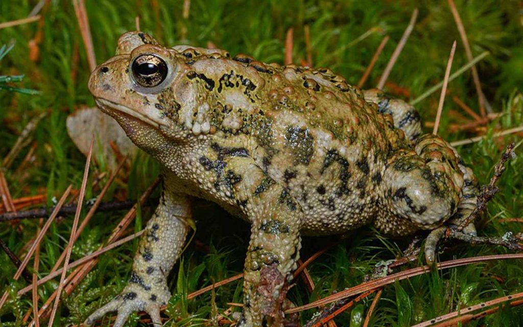 Discover a Toad's Lifespan: How Long Does a Toad Live?