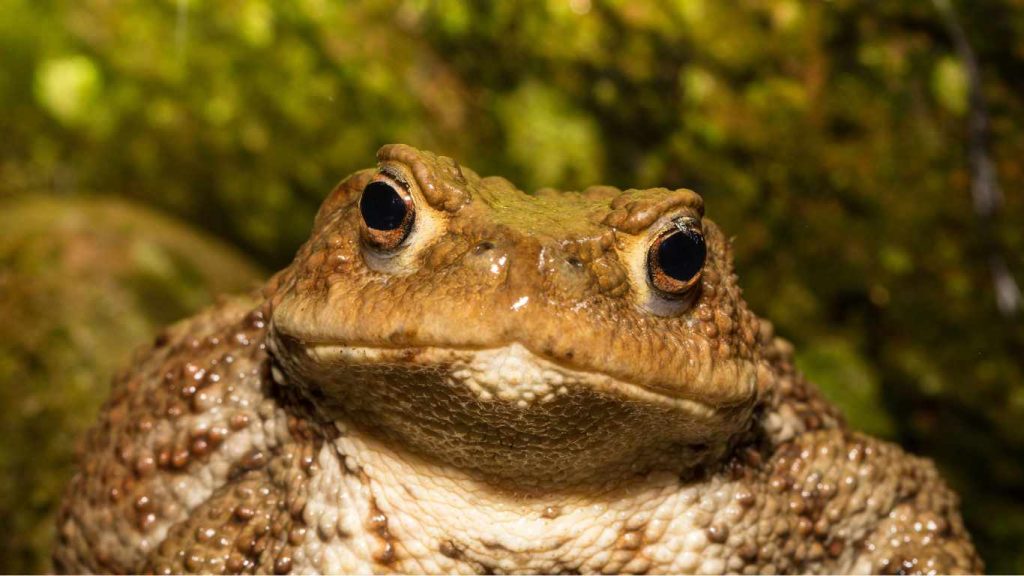 Discover a Toad's Lifespan: How Long Does a Toad Live?