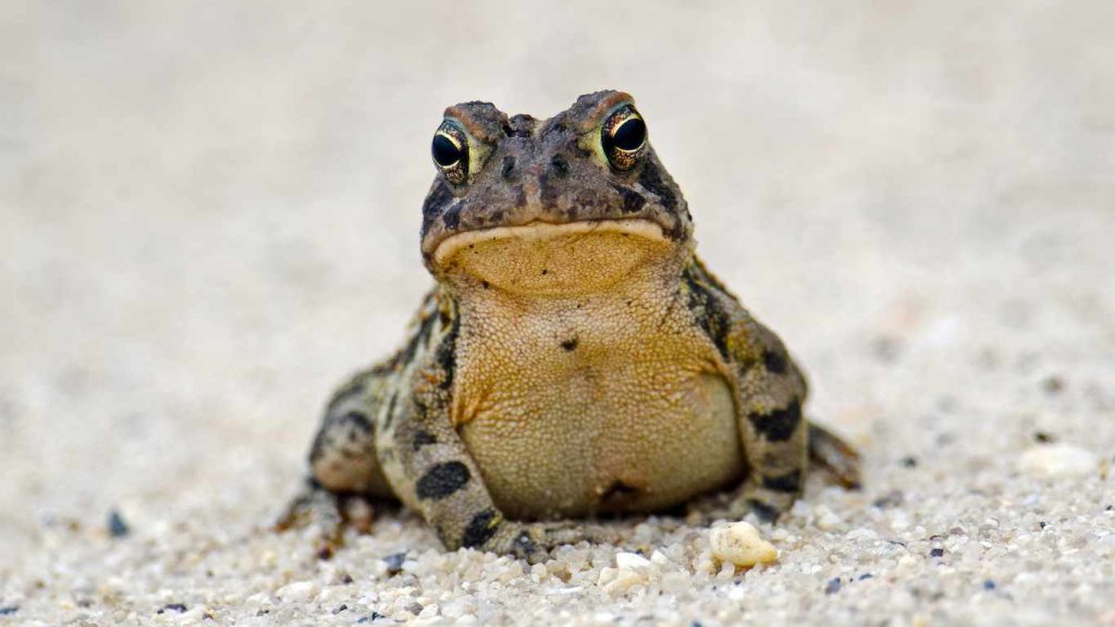 Discover a Toad's Lifespan: How Long Does a Toad Live?