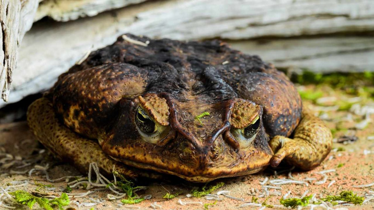 Discover a Toad's Lifespan: How Long Does a Toad Live?