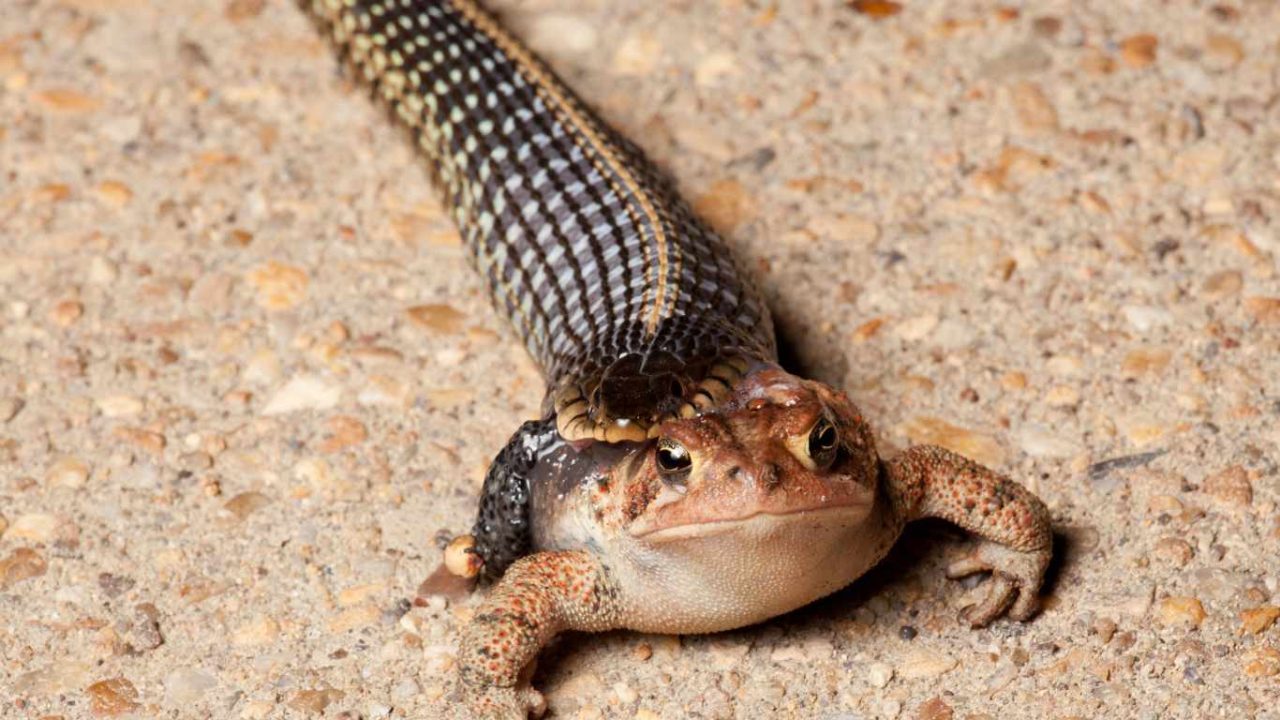 Discover a Toad's Lifespan: How Long Does a Toad Live?