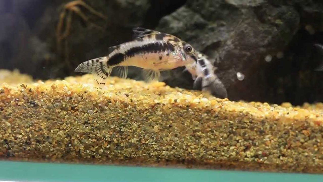 Breeding Guide: How to Breed Corydoras Successfully