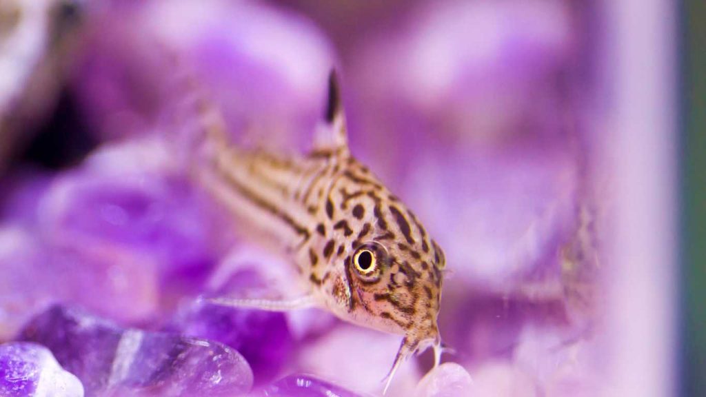 Breeding Guide: How to Breed Corydoras Successfully