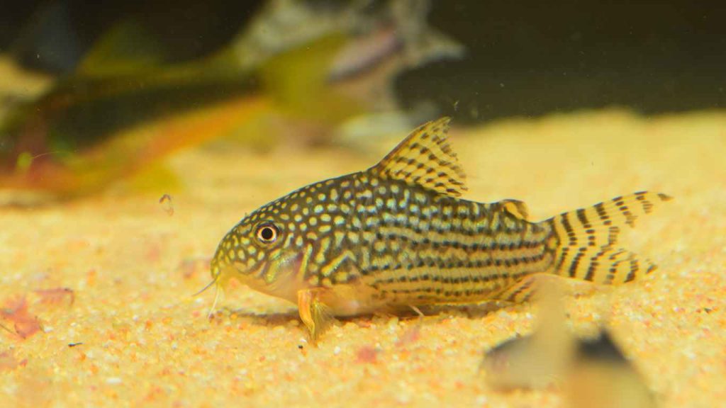 Breeding Guide: How to Breed Corydoras Successfully