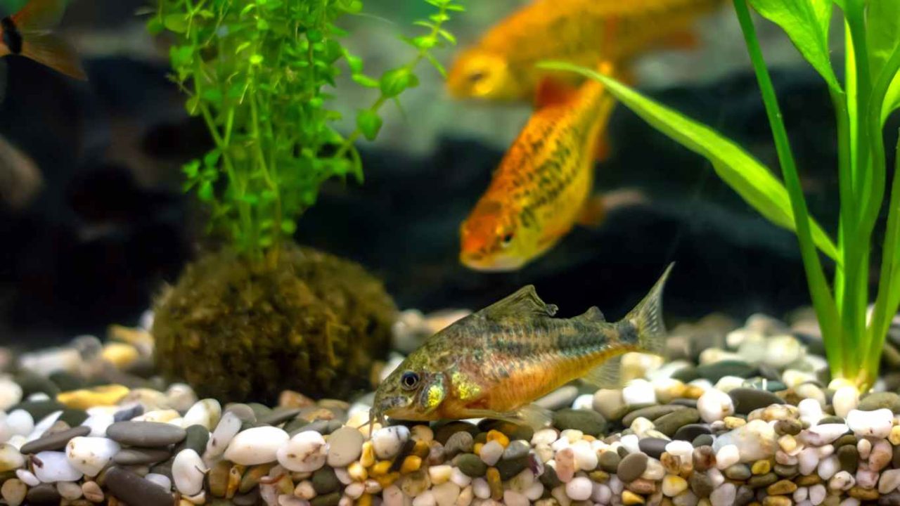 Breeding Guide: How to Breed Corydoras Successfully