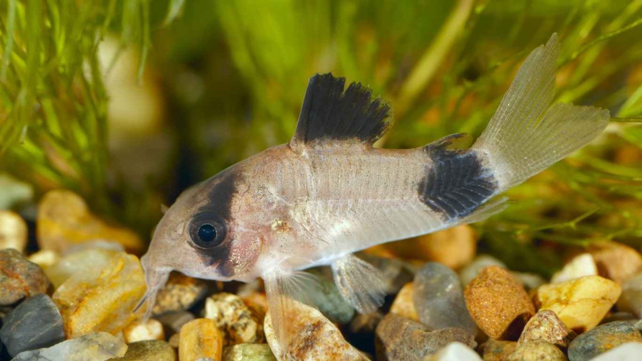 Breeding Guide: How to Breed Corydoras Successfully