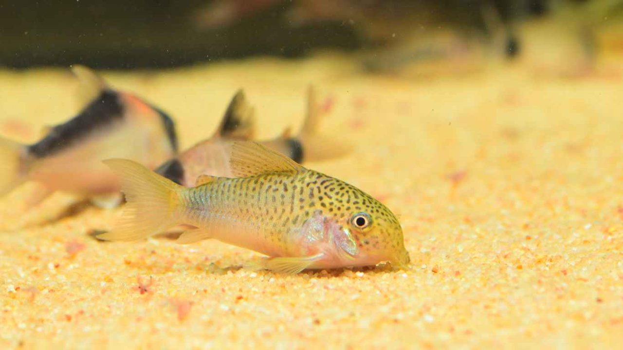 Breeding Guide: How to Breed Corydoras Successfully