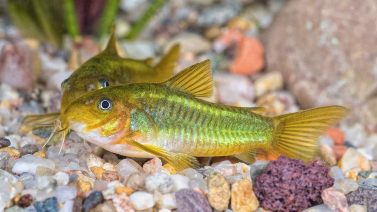 Breeding Guide: How to Breed Corydoras Successfully