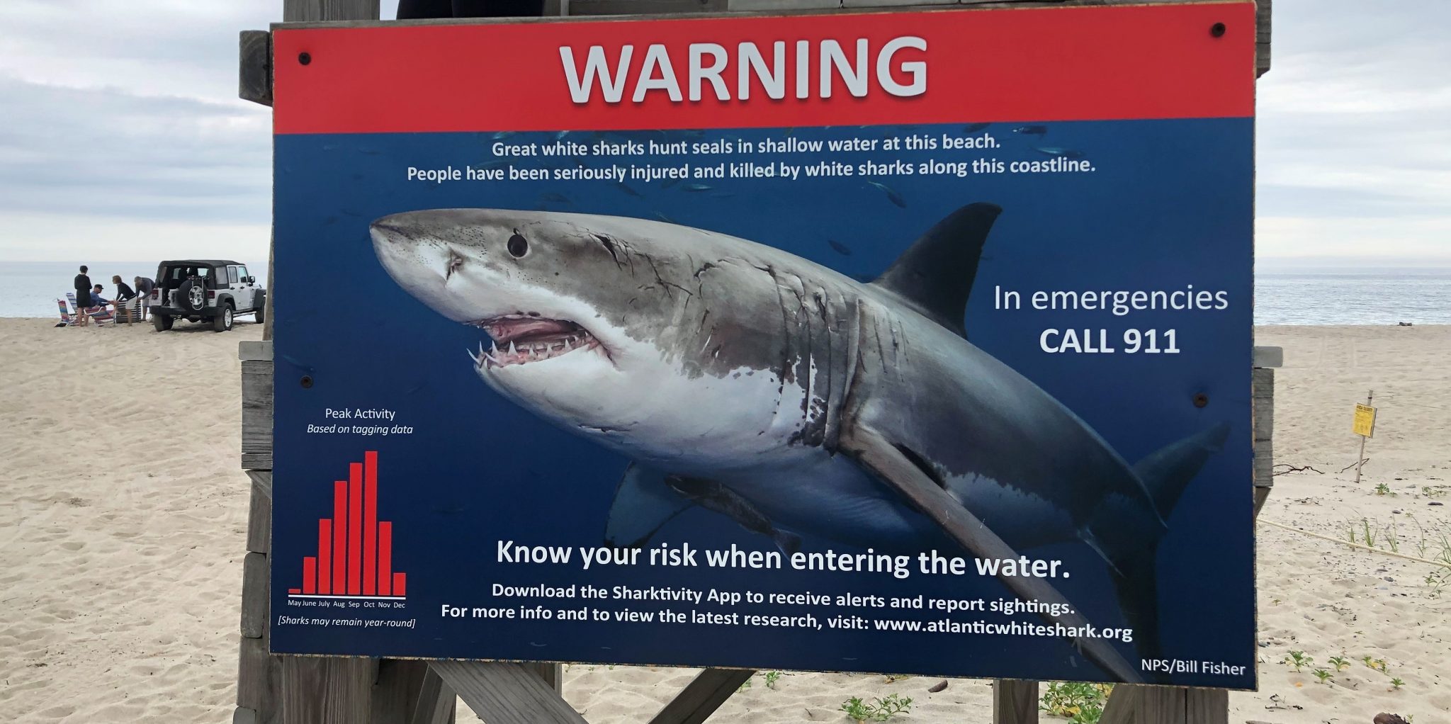 Réel mais inhabituel, 6 baigneurs ont fait la rencontre de requins en ...