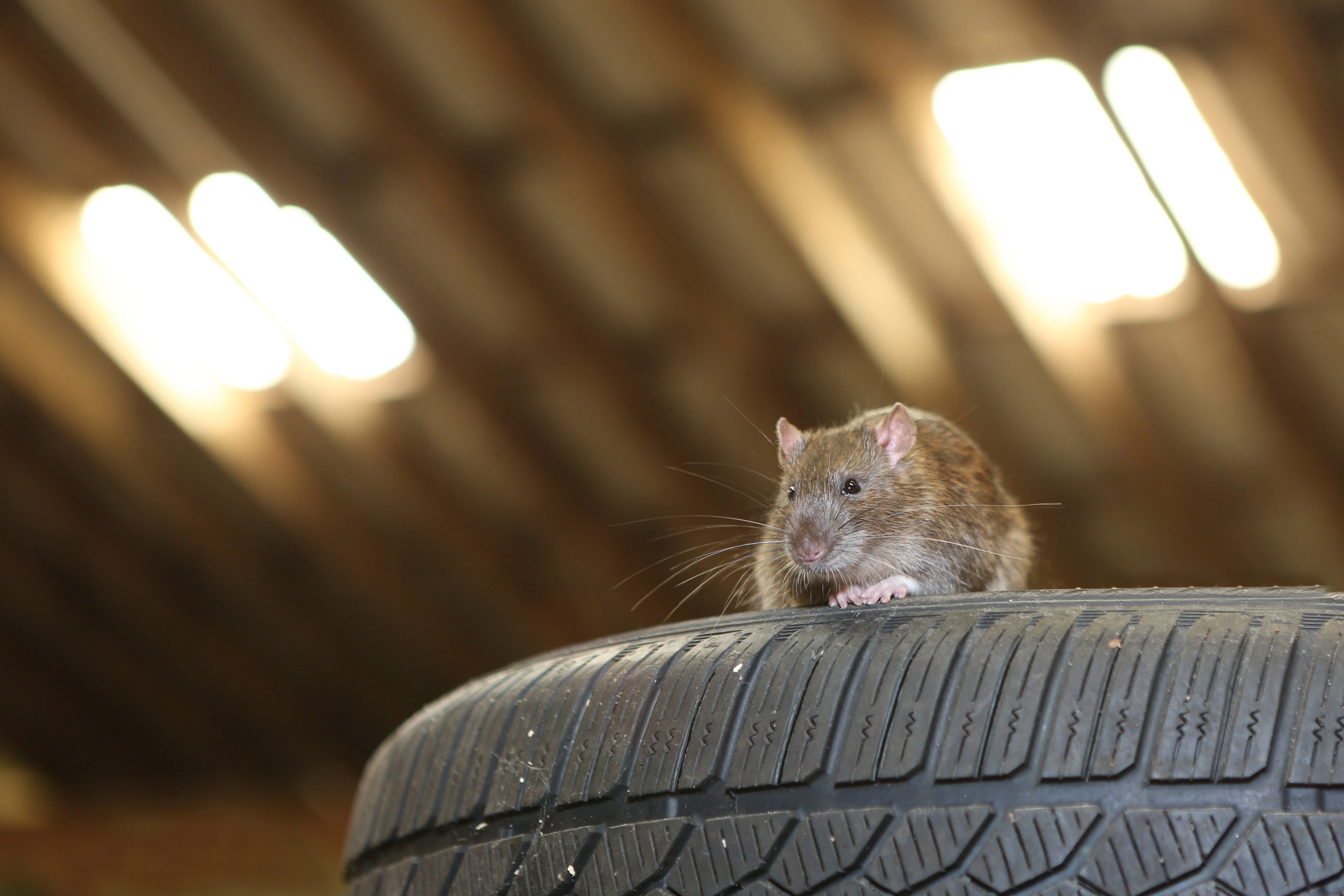 How to Keep Rodents Out of Your Garage | Diamond Certified