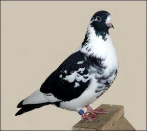 Show, Sport, or Squab: Choosing a Pigeon Breed for the Homestead
