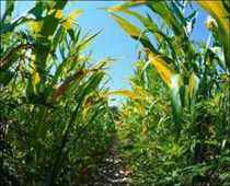 Jane Johnston Schoolcraft's Corn Story (or the Origin of Corn)