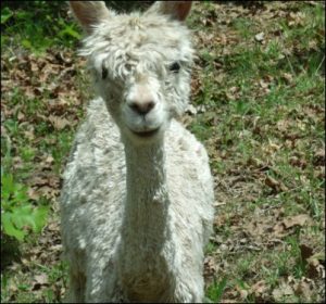 Alluring Alpacas - Homestead.org