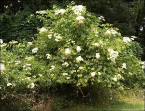 Edible Landscape: Elderberries & Goji Berries on the Homestead