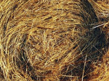 Haybox Cooking on the Homestead - Thermal Cooking - Homestead.org