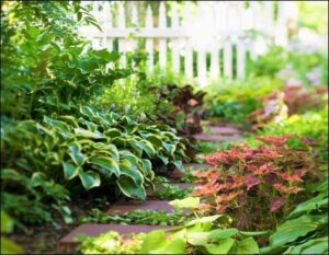 Making The Most Of Shade: Plan, Plant, and Grow a Shade Garden