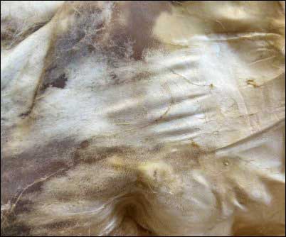 Learn Home Tanning: Transform Animal Hides with Skill - Homestead.org