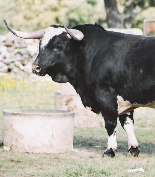 EL TORO PINTO - ¡Al chile!