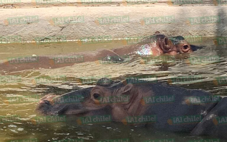 Mérida. Animales del zoológico Centenario y Bicentenario Animaya ...