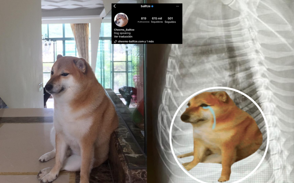 ¡Triste Día del Perro! Cheems, famoso perrito de los memes podría tener ...